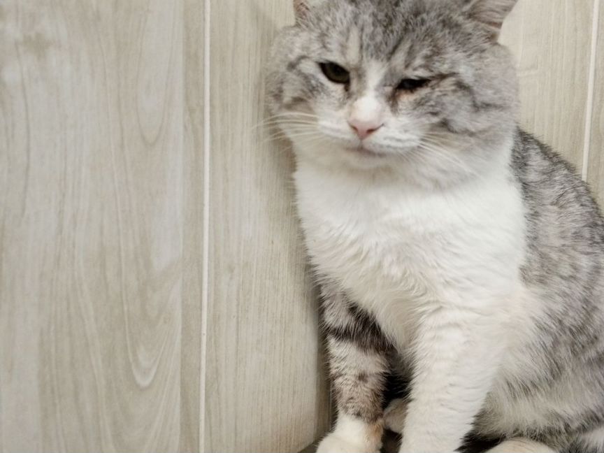 Крупный Шотландский котик