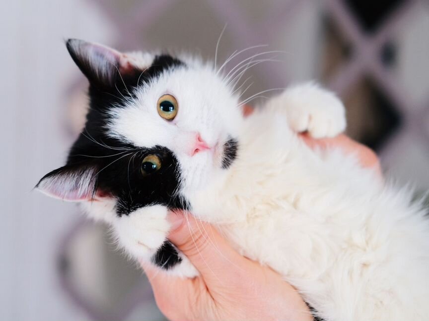 Милашка котёнка в добрые руки