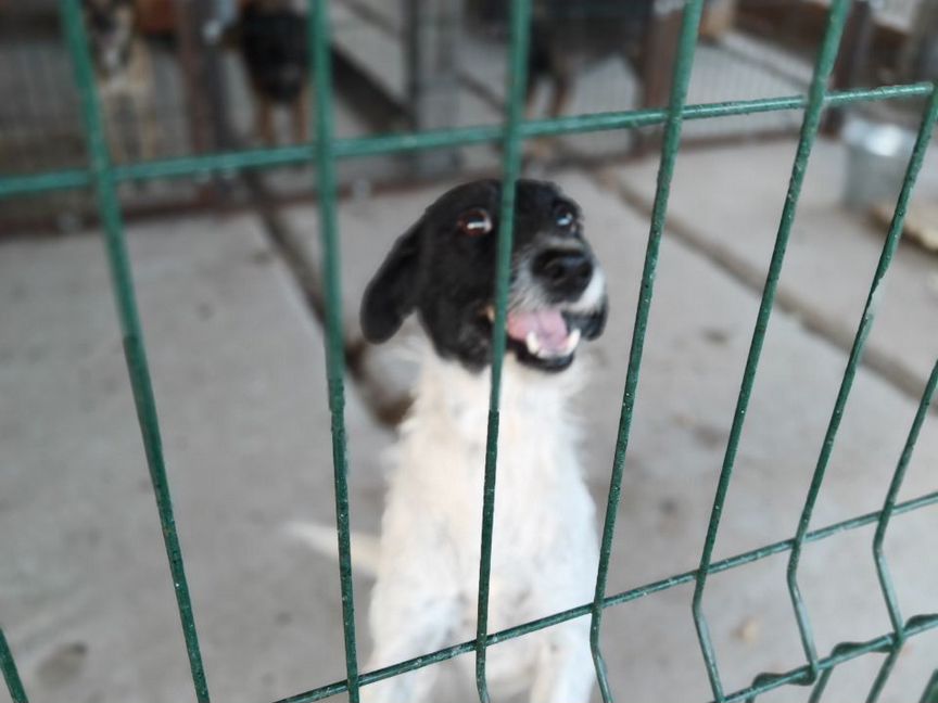 Самая добрая и ласковая собачулька