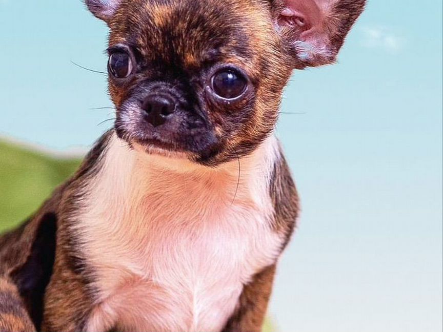 Вязка чихуахуа мальчик