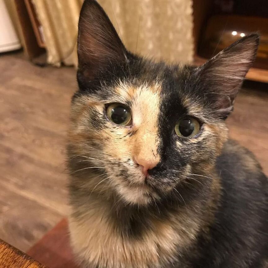 Уникальная кошка