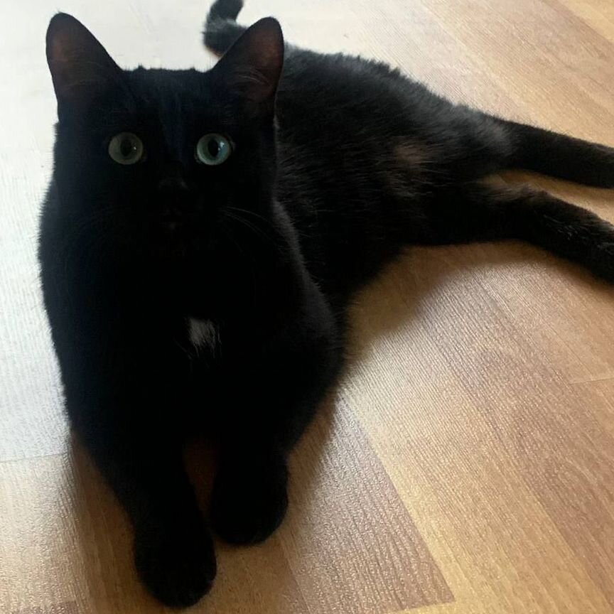 Черная кошка с зелеными глазами