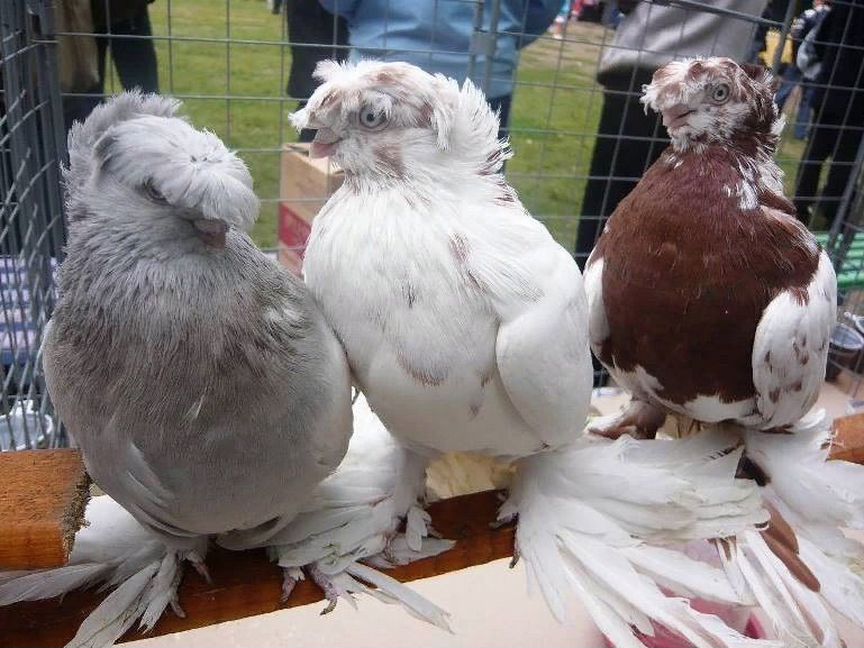 Голуби узбекские