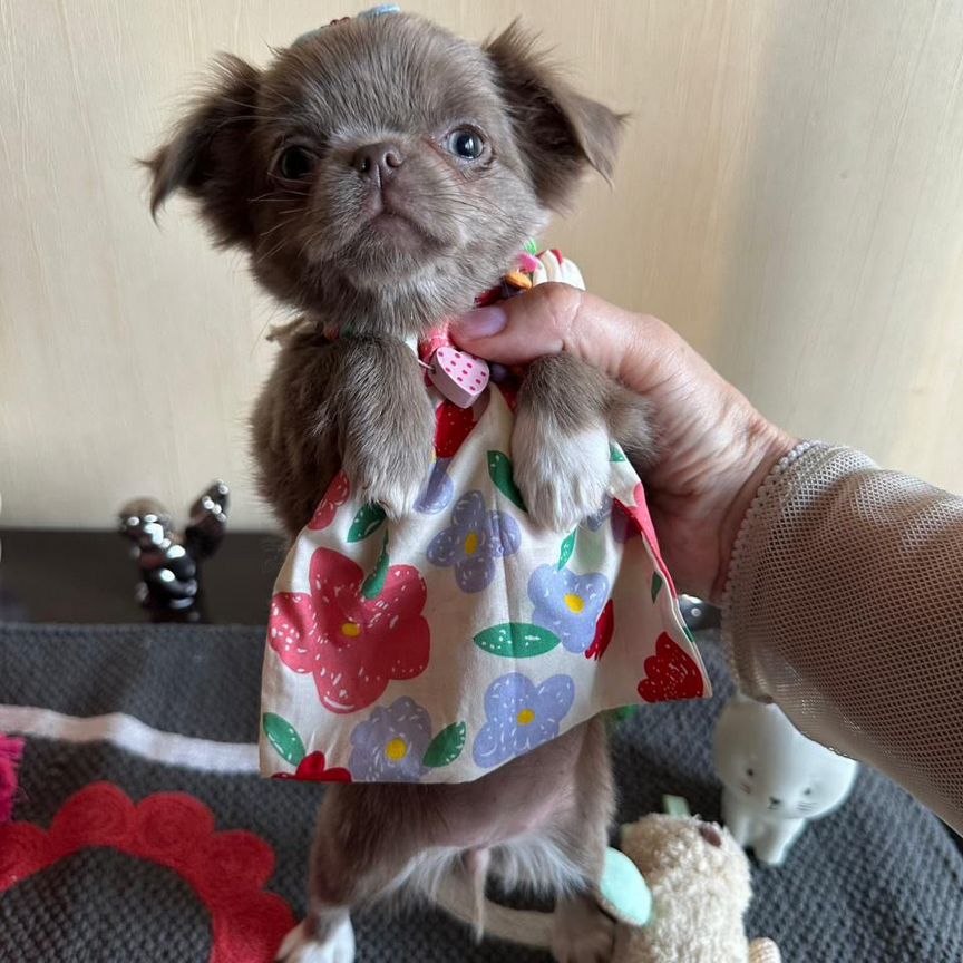 Щенки чихуахуа