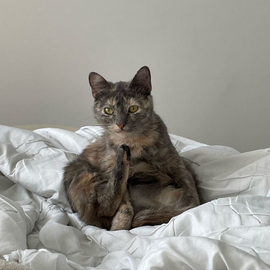 Кошка на вязку