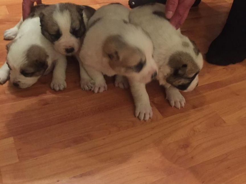 Щенки алабая