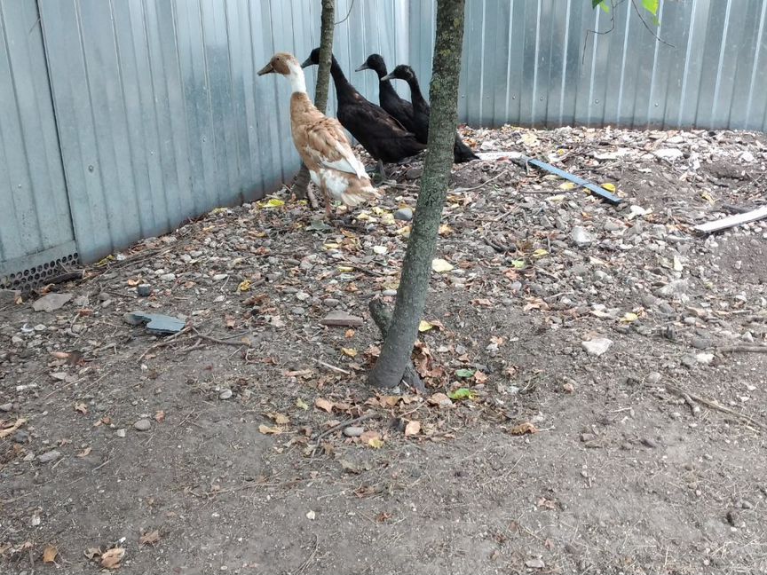 Утки индийский бегунок пара