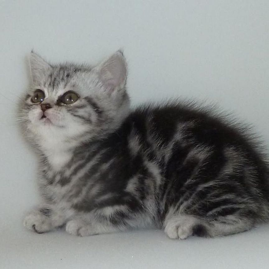 Британские котята