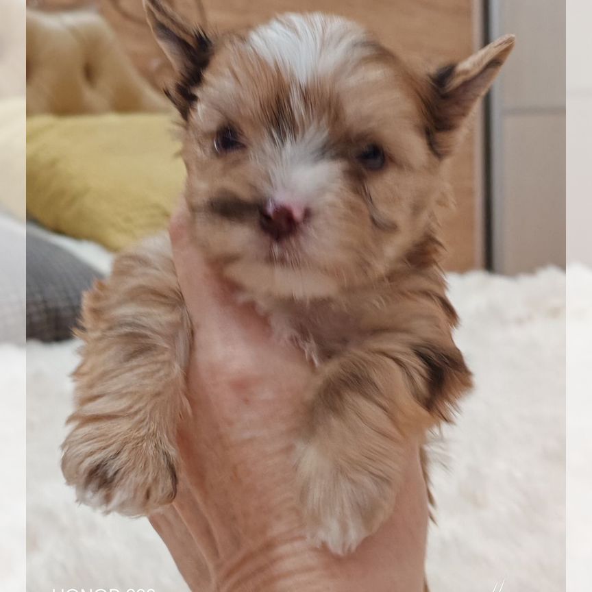 Йоркширский терьер, щенок