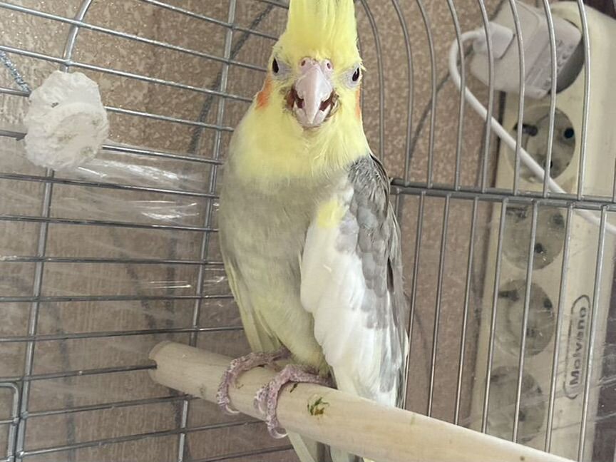 Попугай корелла с клеткой