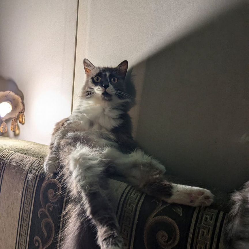 Кошечка в добрые руки