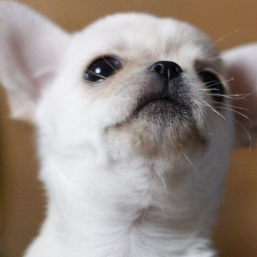 Щенки чихуахуа супер детки РКФ