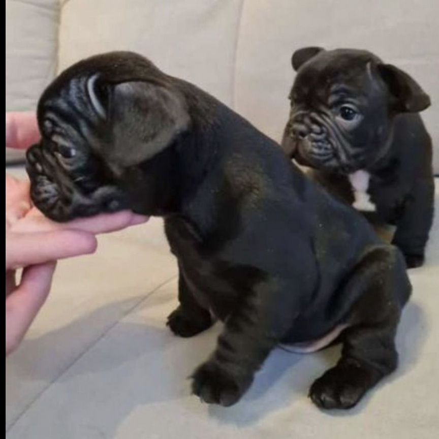 Французский бульдог, щенок