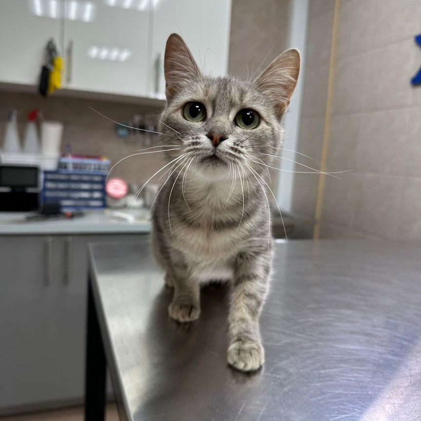 Кошка