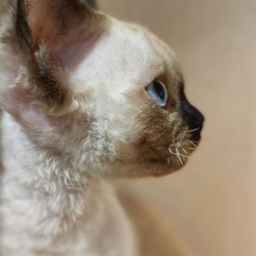 Котята девон-рекс девочка