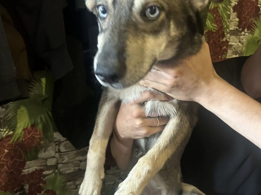 Хаски волкодав