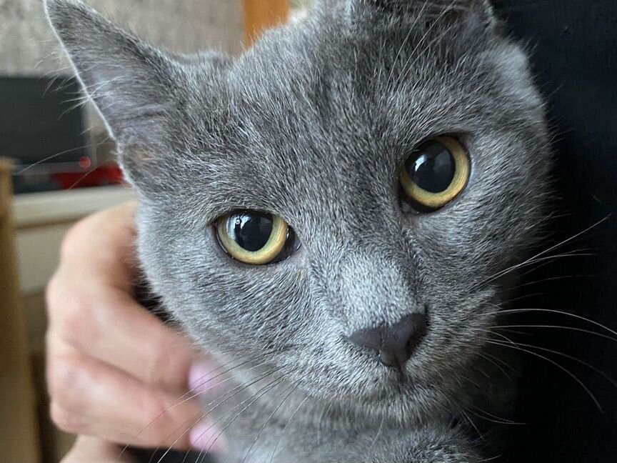 Кошака Кот Котенок