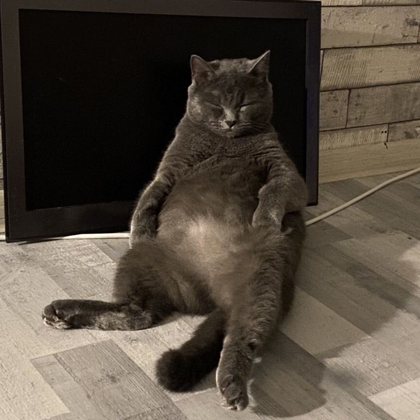 Взрослый кот в добрые руки