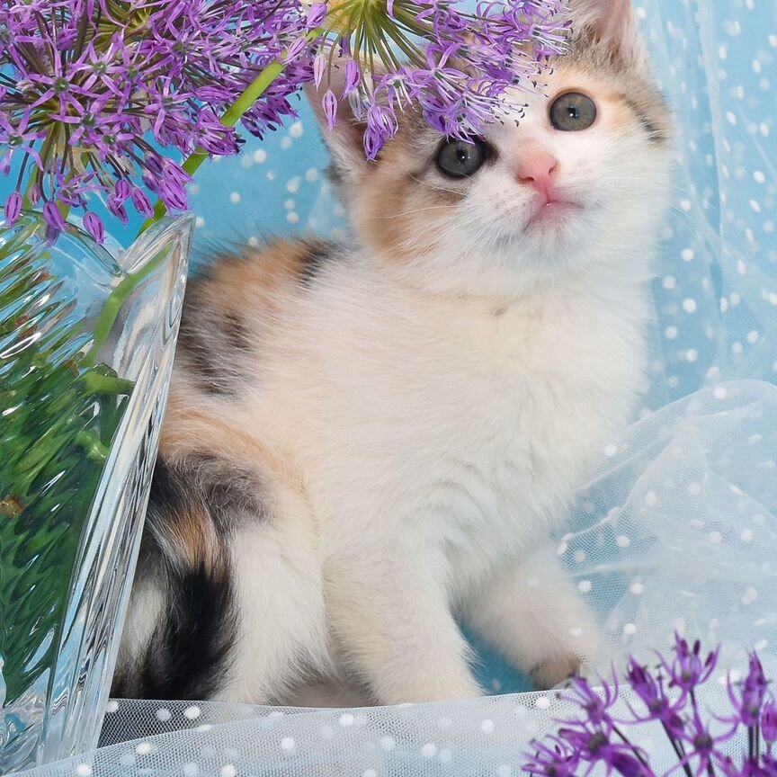 Котёнок в добрые руки