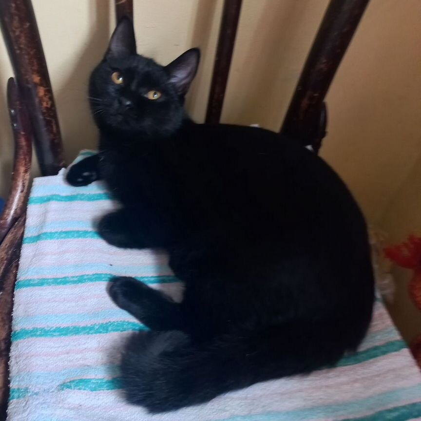 Взрослый кот в добрые руки