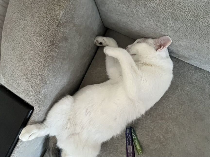 Кошка