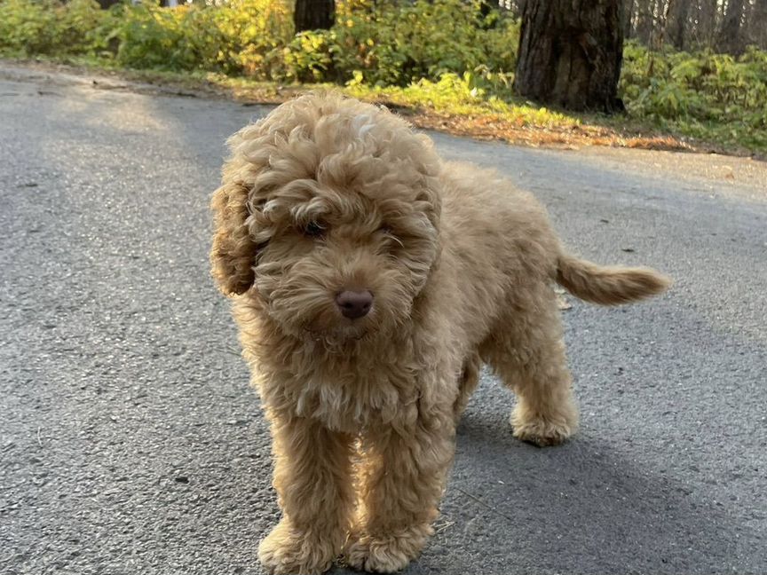 Малышка Кокапу ф1, Мальтипу ф1