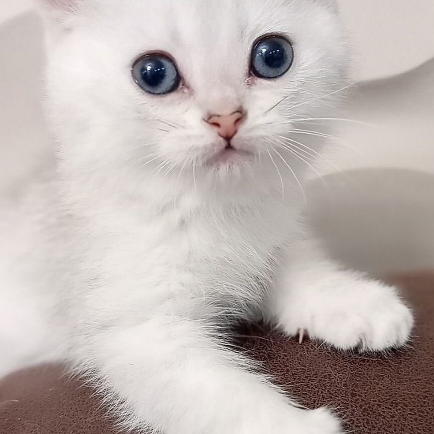 Британские котята