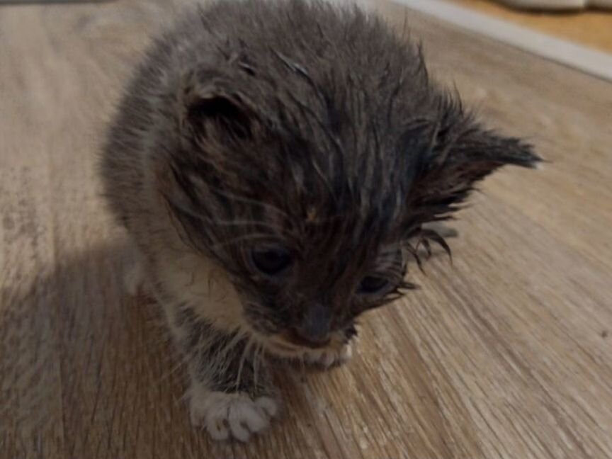 Котёнок дворовый