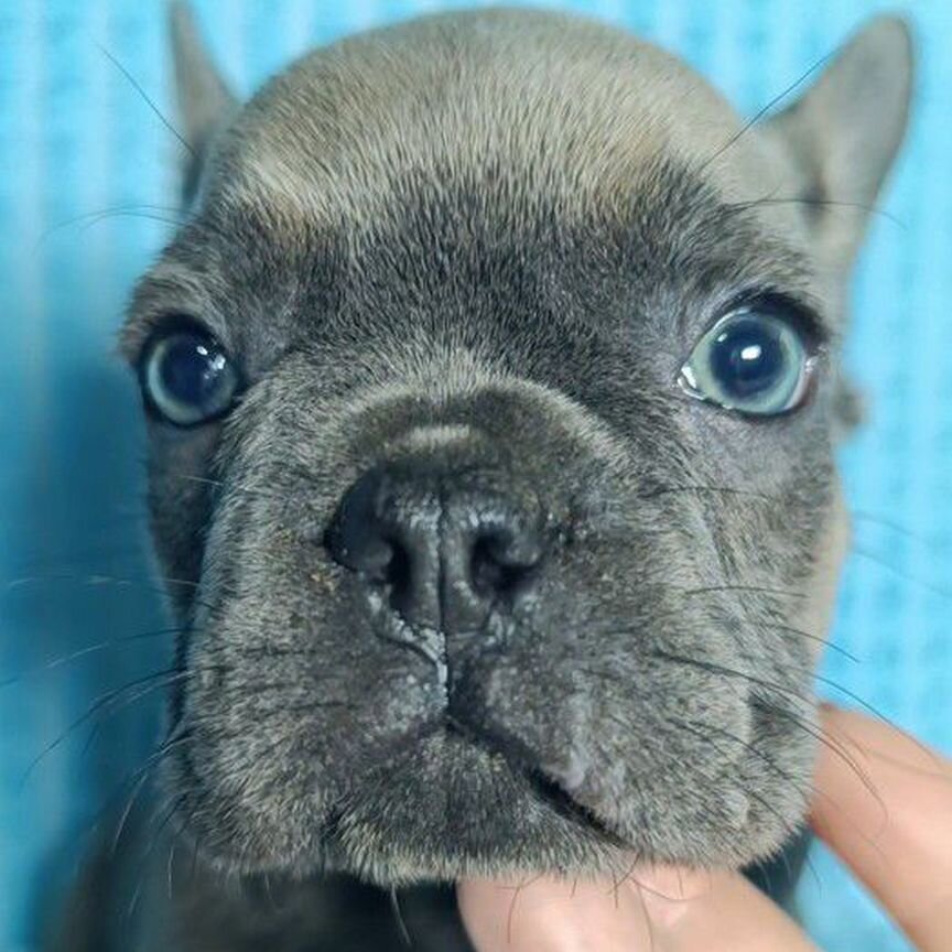 Французский бульдог голубой с подпалом мальчик