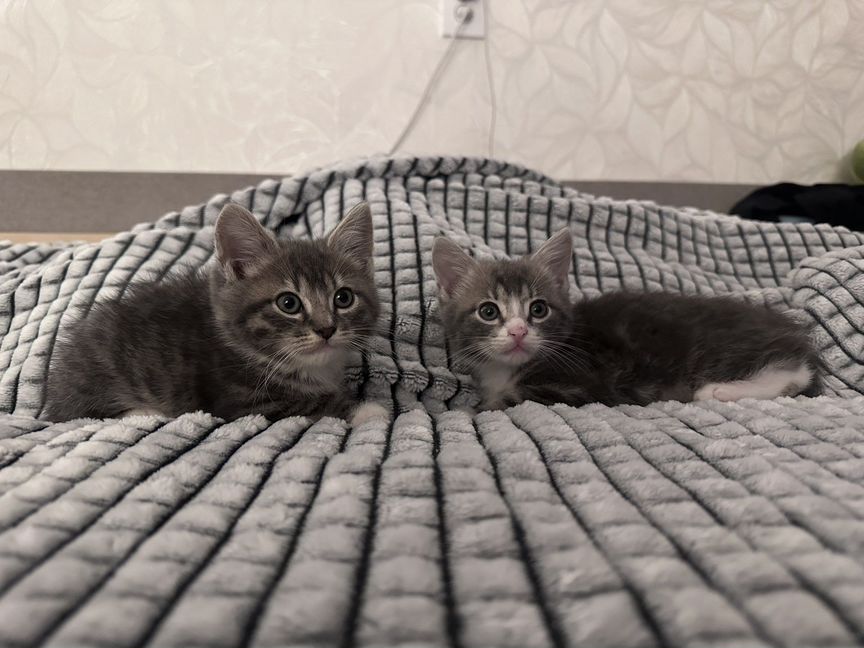 Два брата - котенка