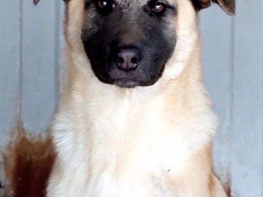 Шикарная Марика