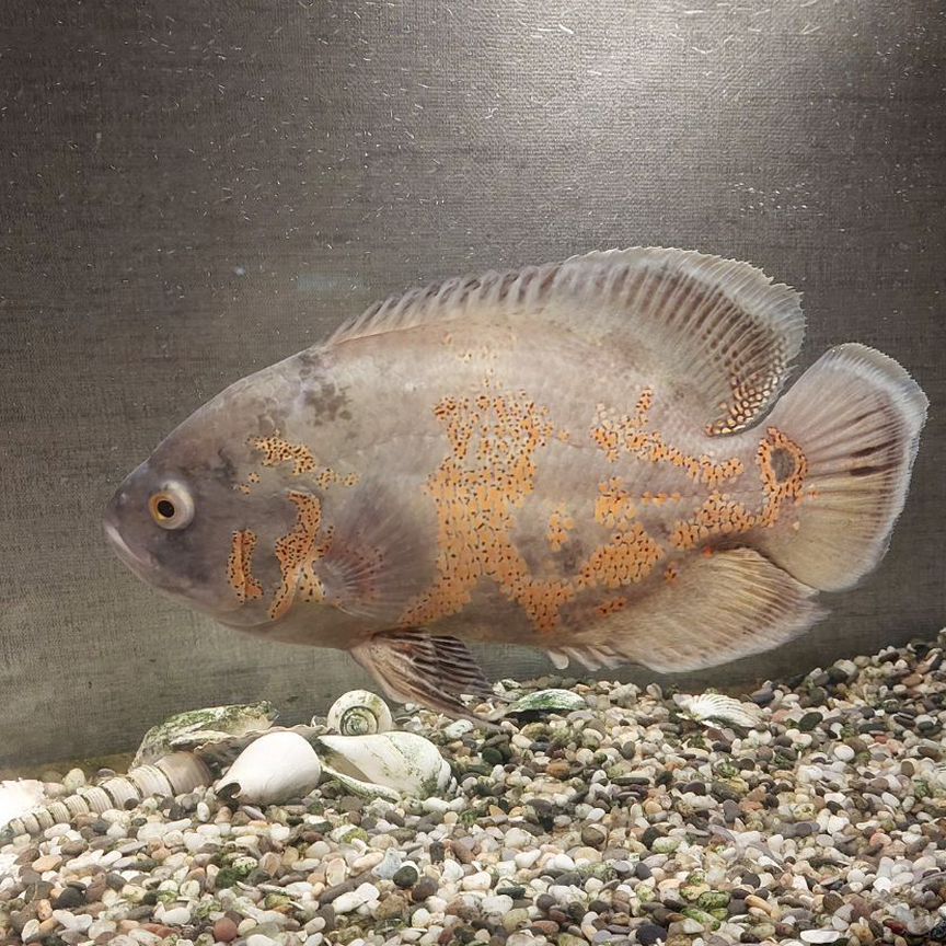 Астронотус