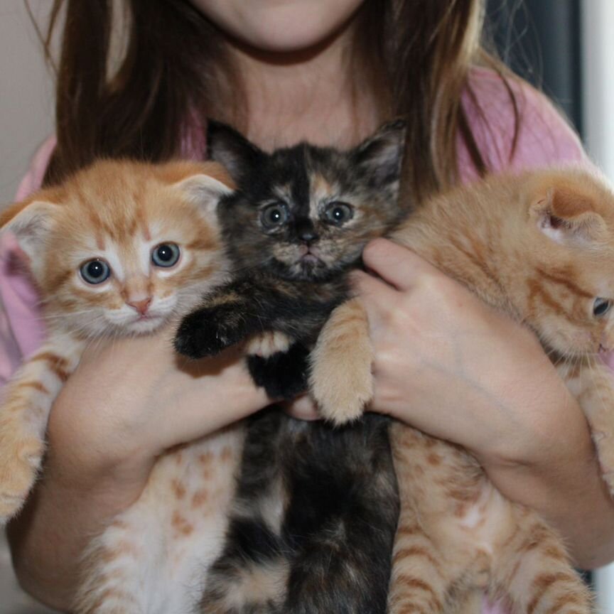 Пушистики в добрые руки