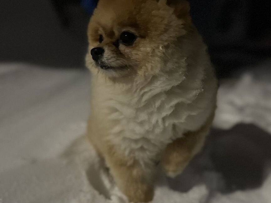 Шпиц ищет невесту