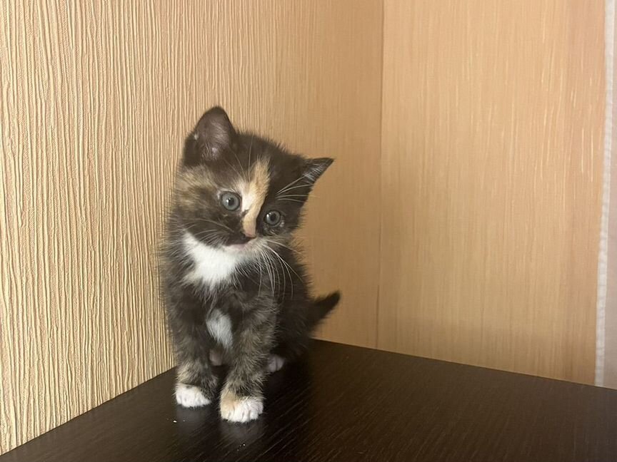 Котенок девочка