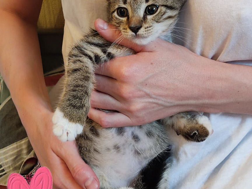 Котенок мальчик 2 месяца серый полосатый