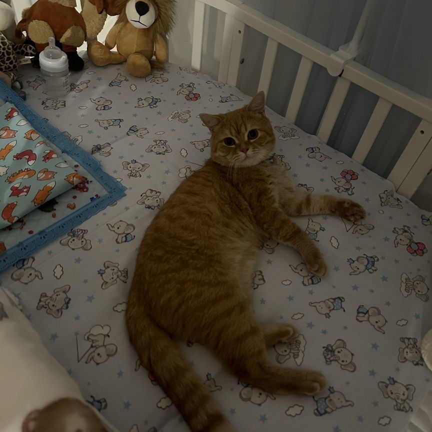Продам кота британец