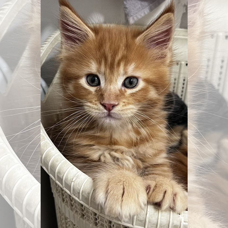 Мейн-кун котёнок