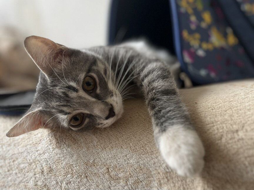 Маленький котик