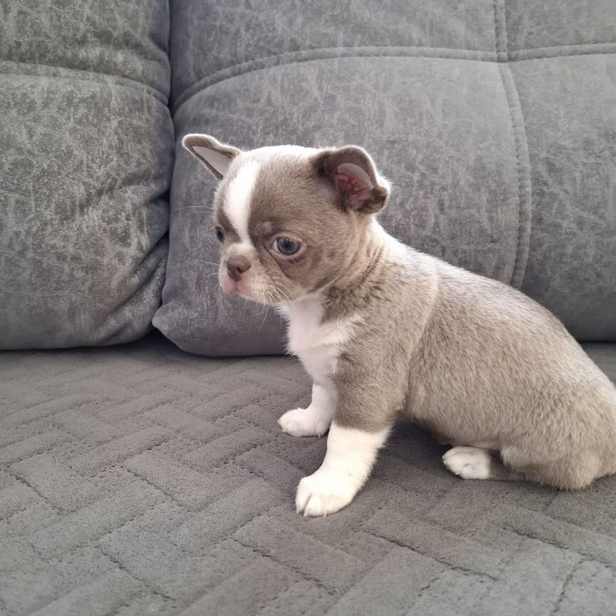 Красотки чихуахуа