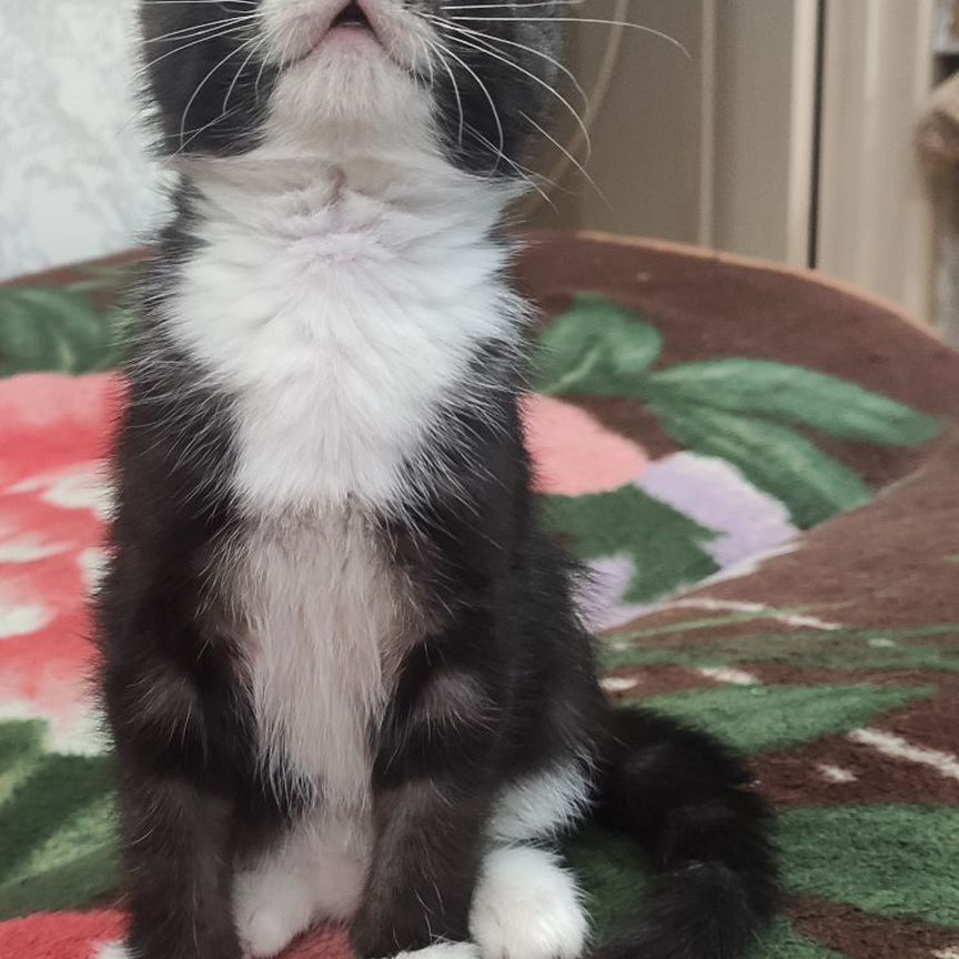 Котенок-девочка
