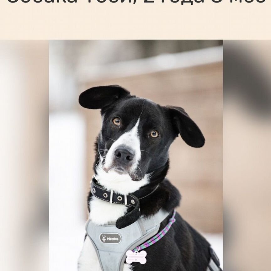 Собачка в добрые руки