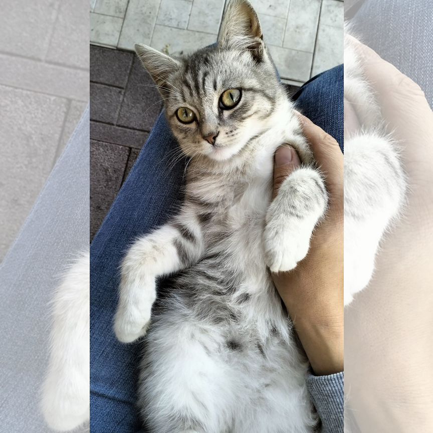 Котята 5месяцев