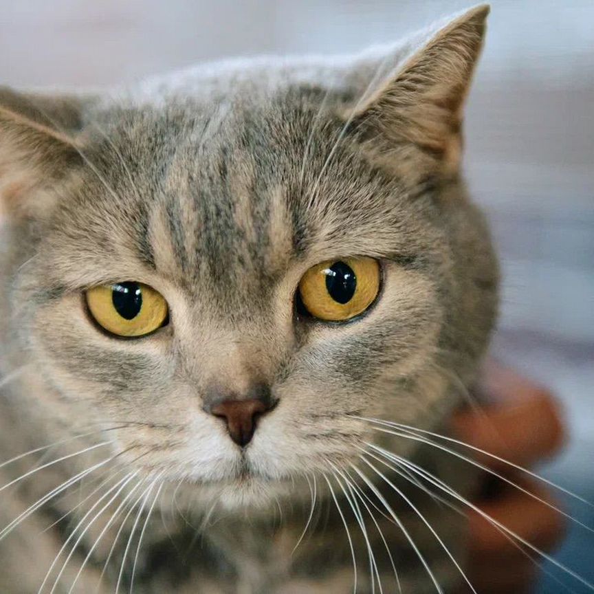 Кошечка из прибьа бесплатно в добрые руки