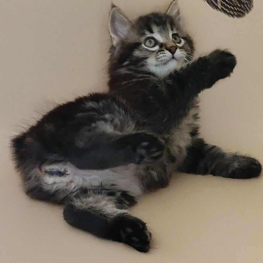 Котик Курильского бобтейла