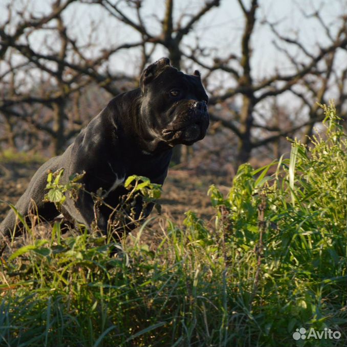 Кане Корсо Римский Воин