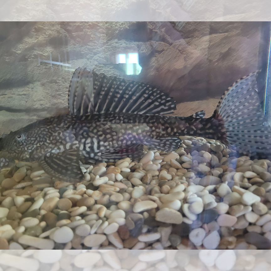 Птеригоплихт парчовый