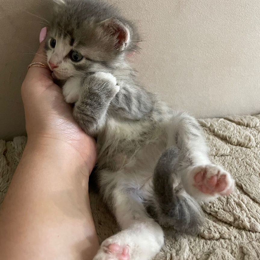 Котёнок в добрые руки