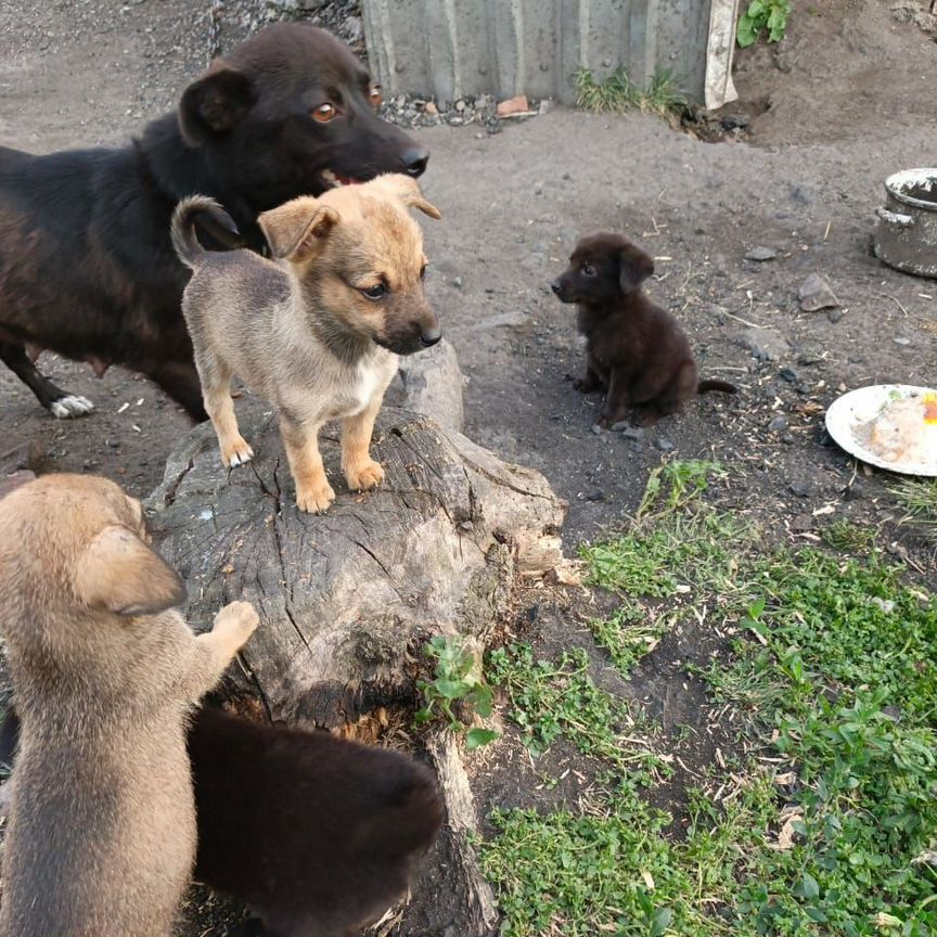 Отдам в добрые руки, 2 мальчика и одна девочка