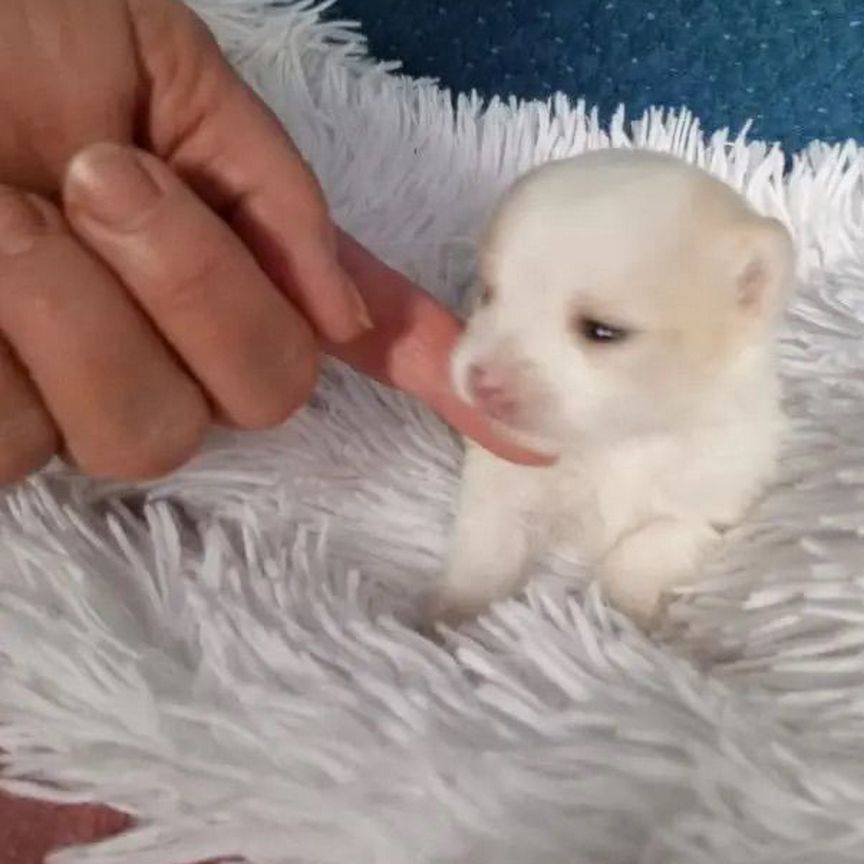 Померанский шпиц, щенок